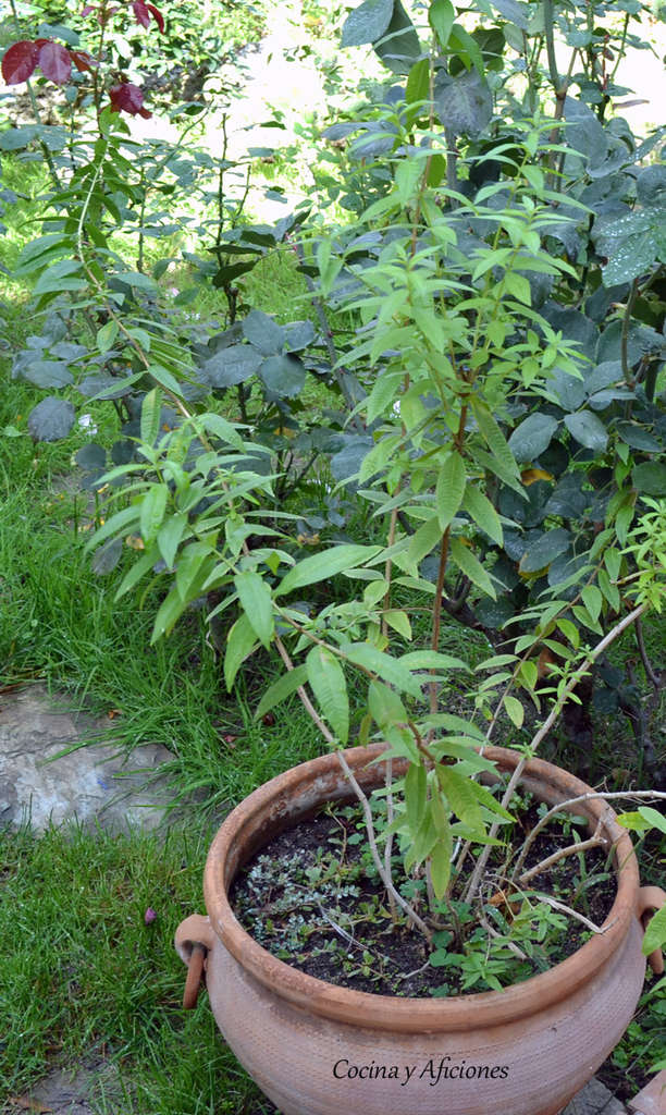 Hierba Luisa, la hierba que mejor huele.